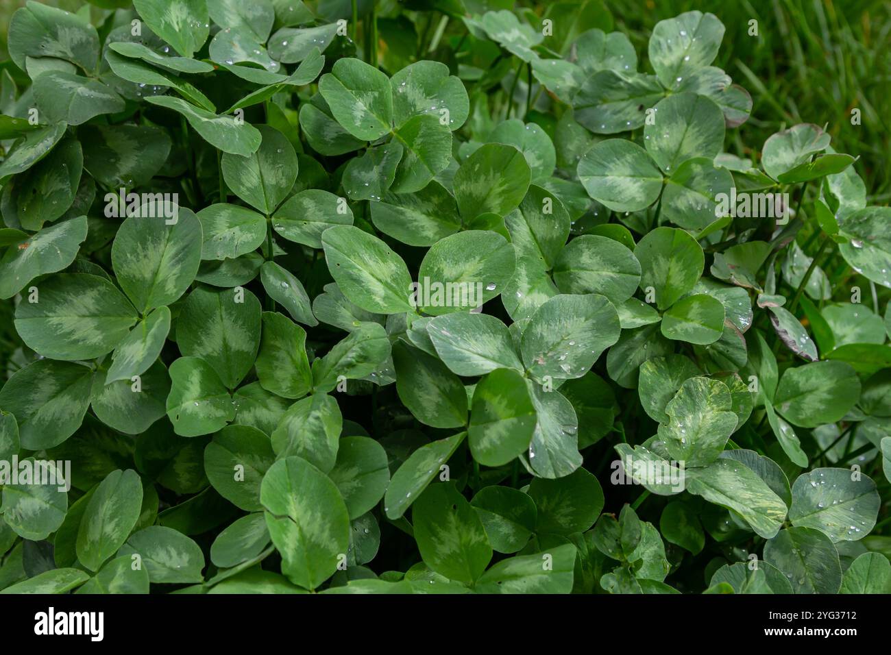 Clover leaves background hi-res stock photography and images - Alamy