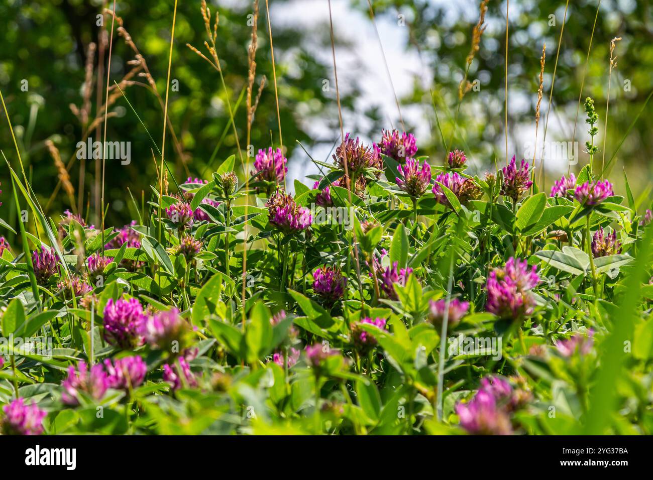 Wild red clover flower isolated Trifolium pratense, with green nature ...