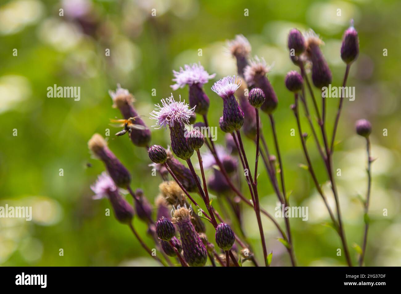 Light creeping hi-res stock photography and images - Alamy