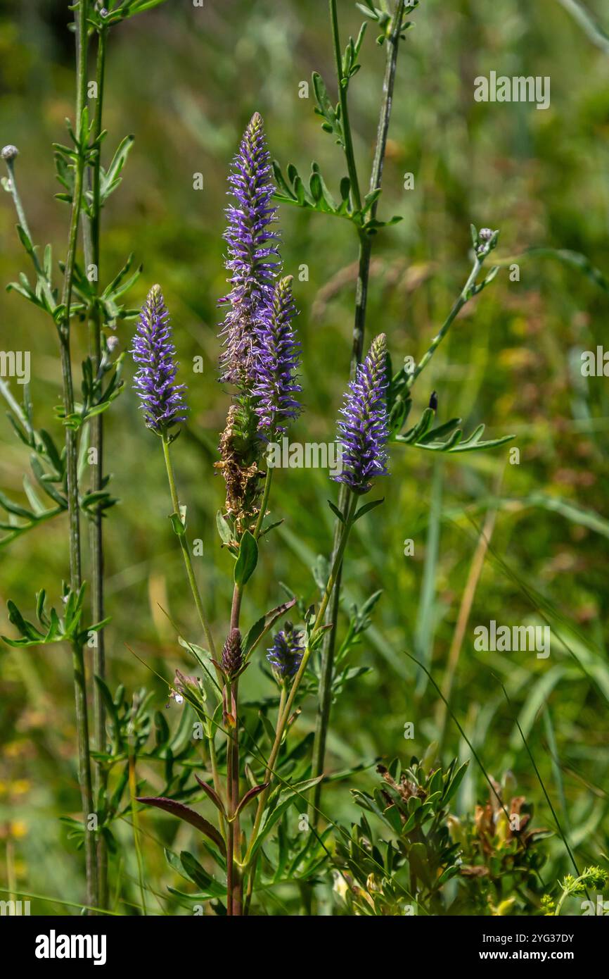 Veronica spicata spiked speedwell syn. Pseudolysimachion spicatum is a ...