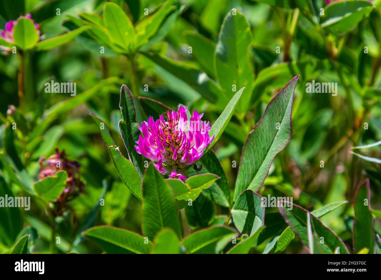 Isolated illuminated pink flower hi-res stock photography and images ...