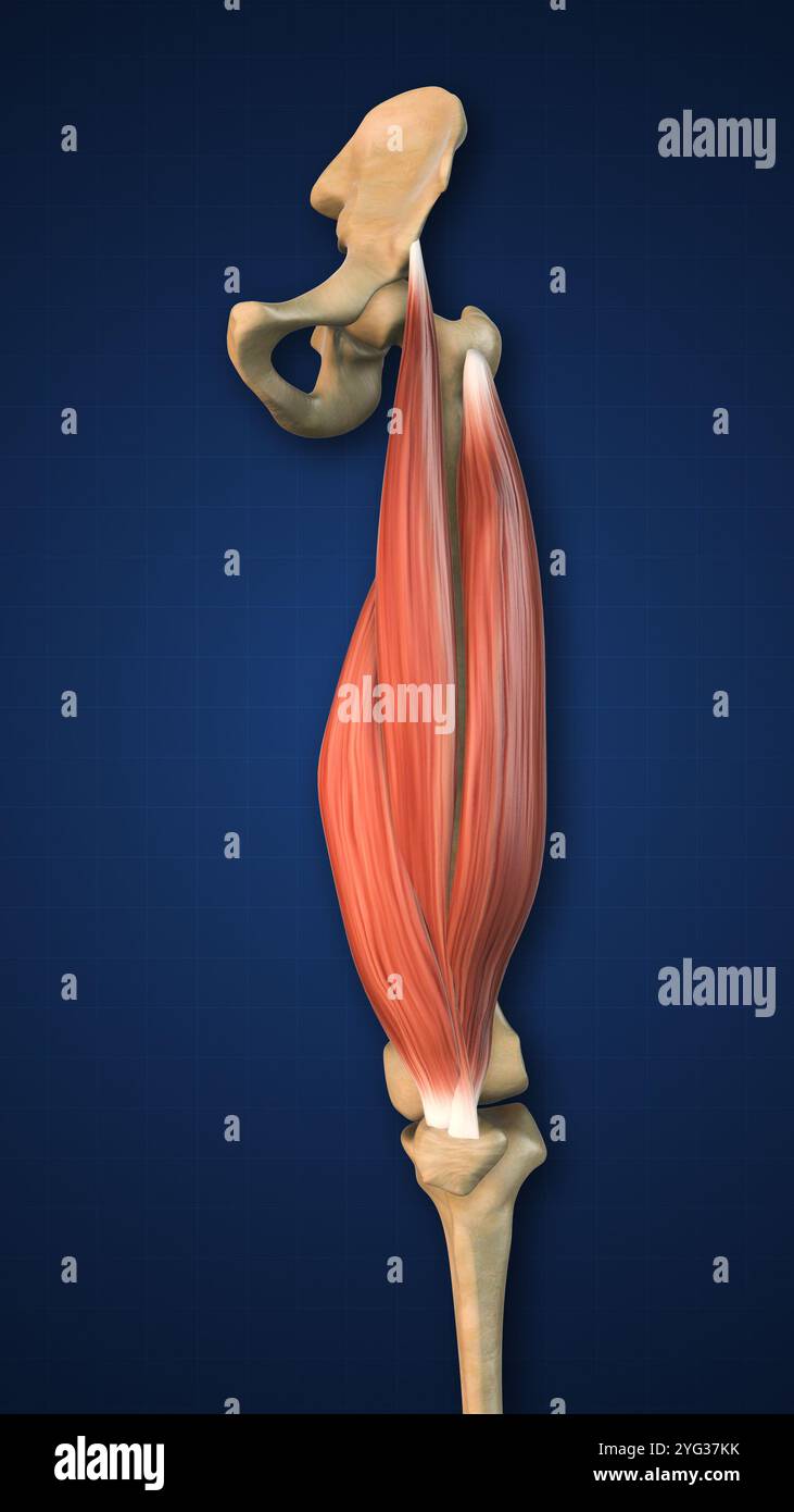 Lower leg ligament hi-res stock photography and images - Alamy