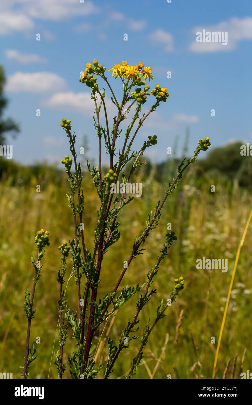 Wild plant Jacobaea vulgaris in the forest meadow. Known as ragwort ...