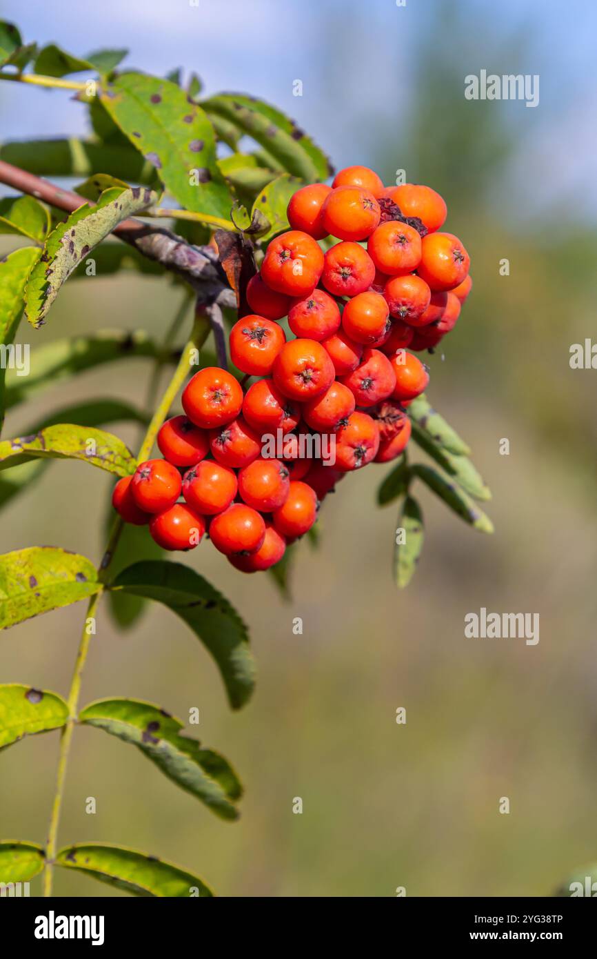 Bright red berries sorbus hi-res stock photography and images - Alamy