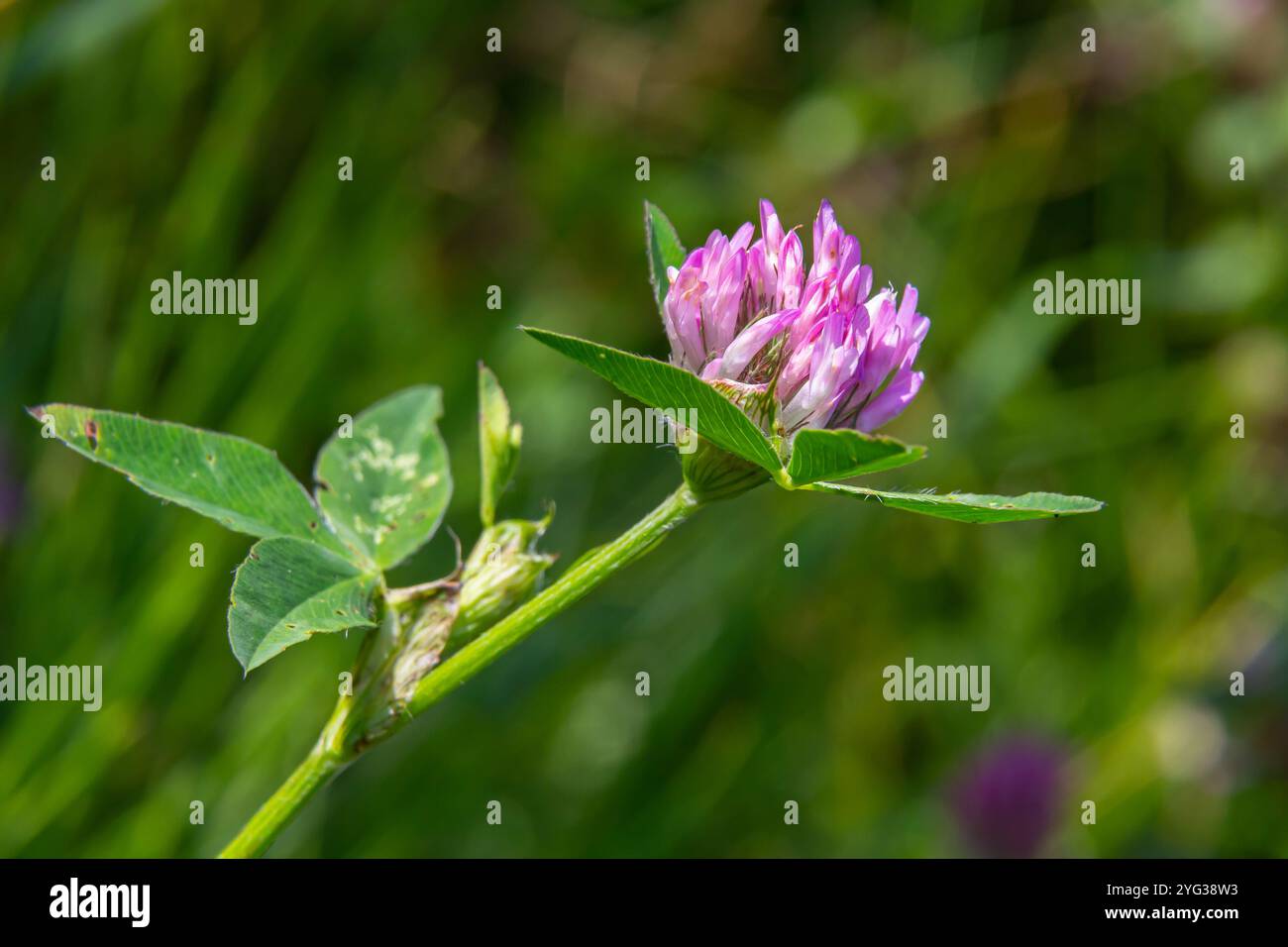 Wild red clover flower isolated Trifolium pratense, with green nature ...