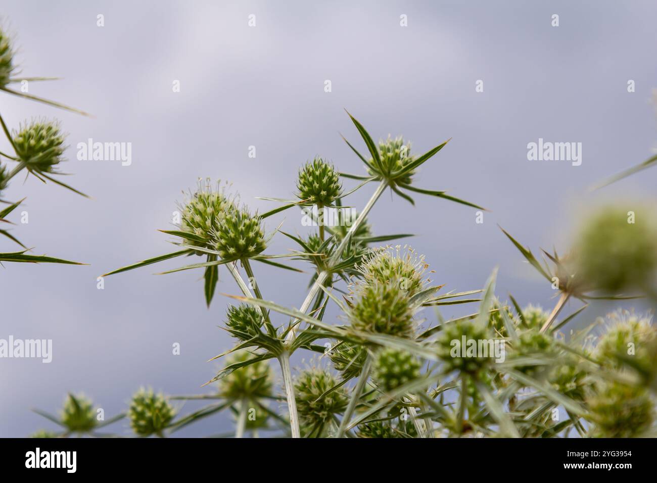 In the wild grows a thistle Eryngium Campestre, known as field eryngo ...