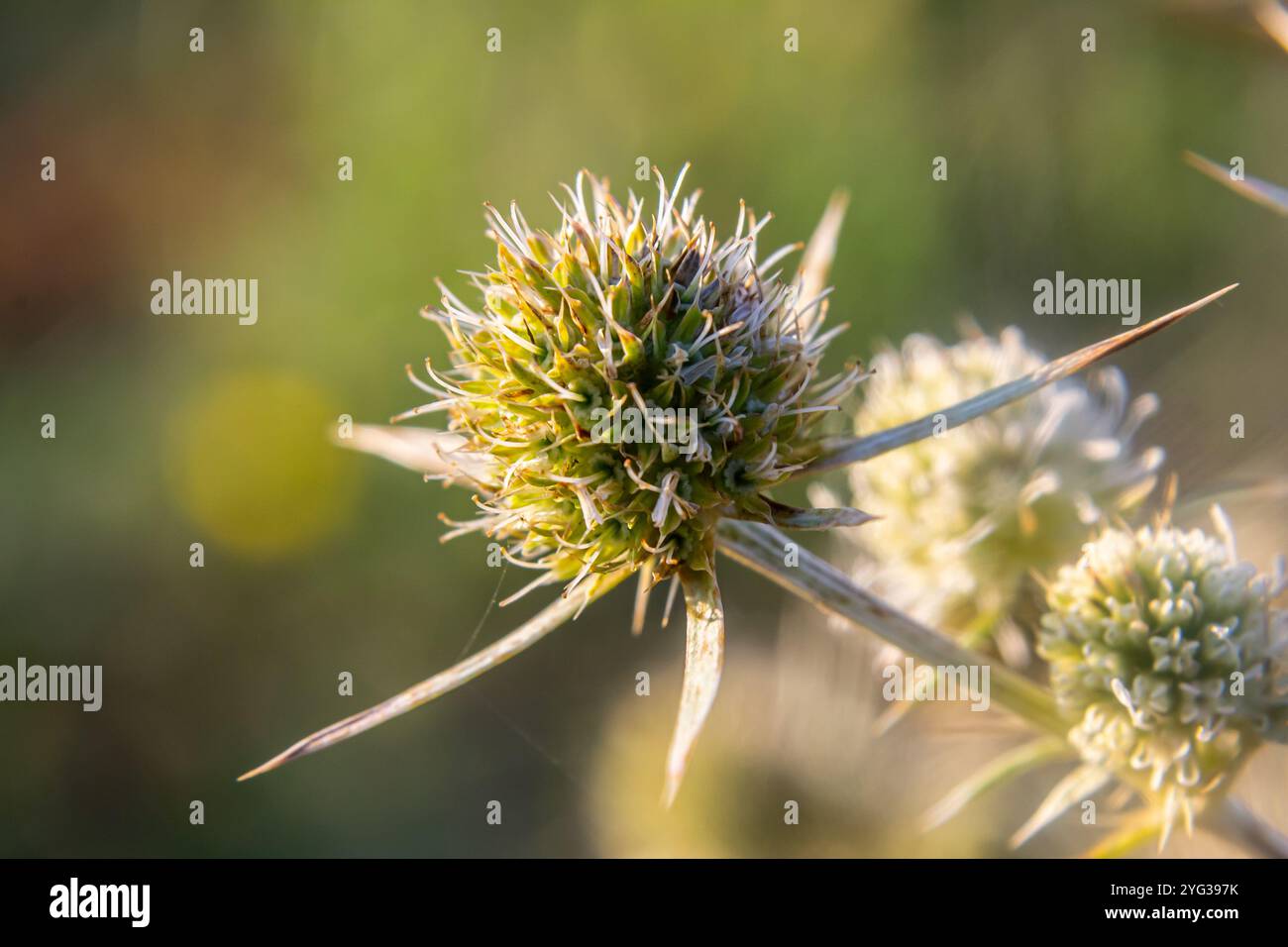 In the wild grows a thistle Eryngium Campestre, known as field eryngo ...