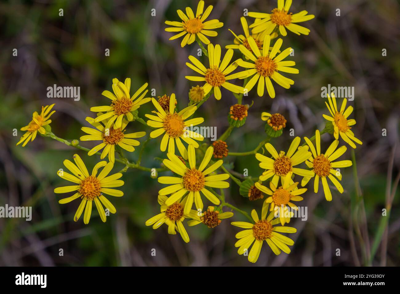 Wild plant Jacobaea vulgaris in the forest meadow. Known as ragwort ...