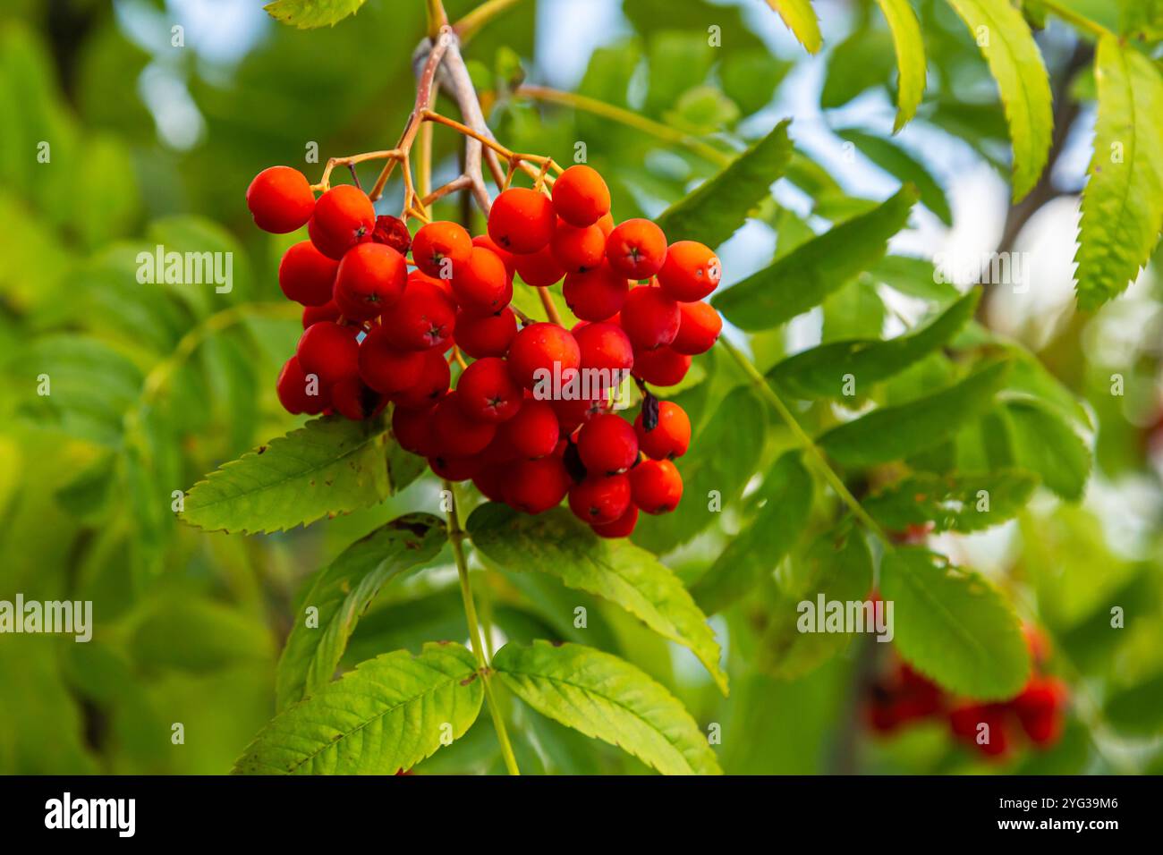 Beautiful bunch vivid red hi-res stock photography and images - Alamy