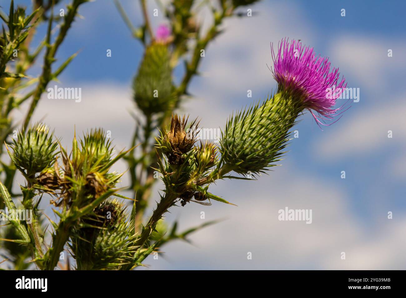 The bright purple flower of the carduus acanthoides, known as the spiny ...