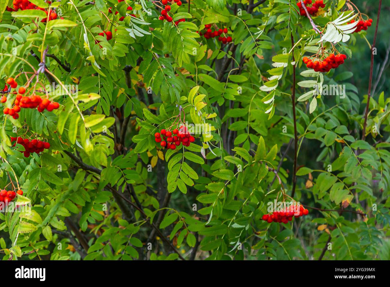 Rowan bunch on tree hi-res stock photography and images - Alamy
