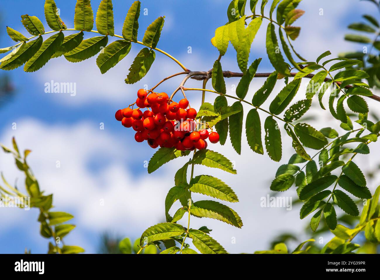 Rowan bunch on tree hi-res stock photography and images - Alamy