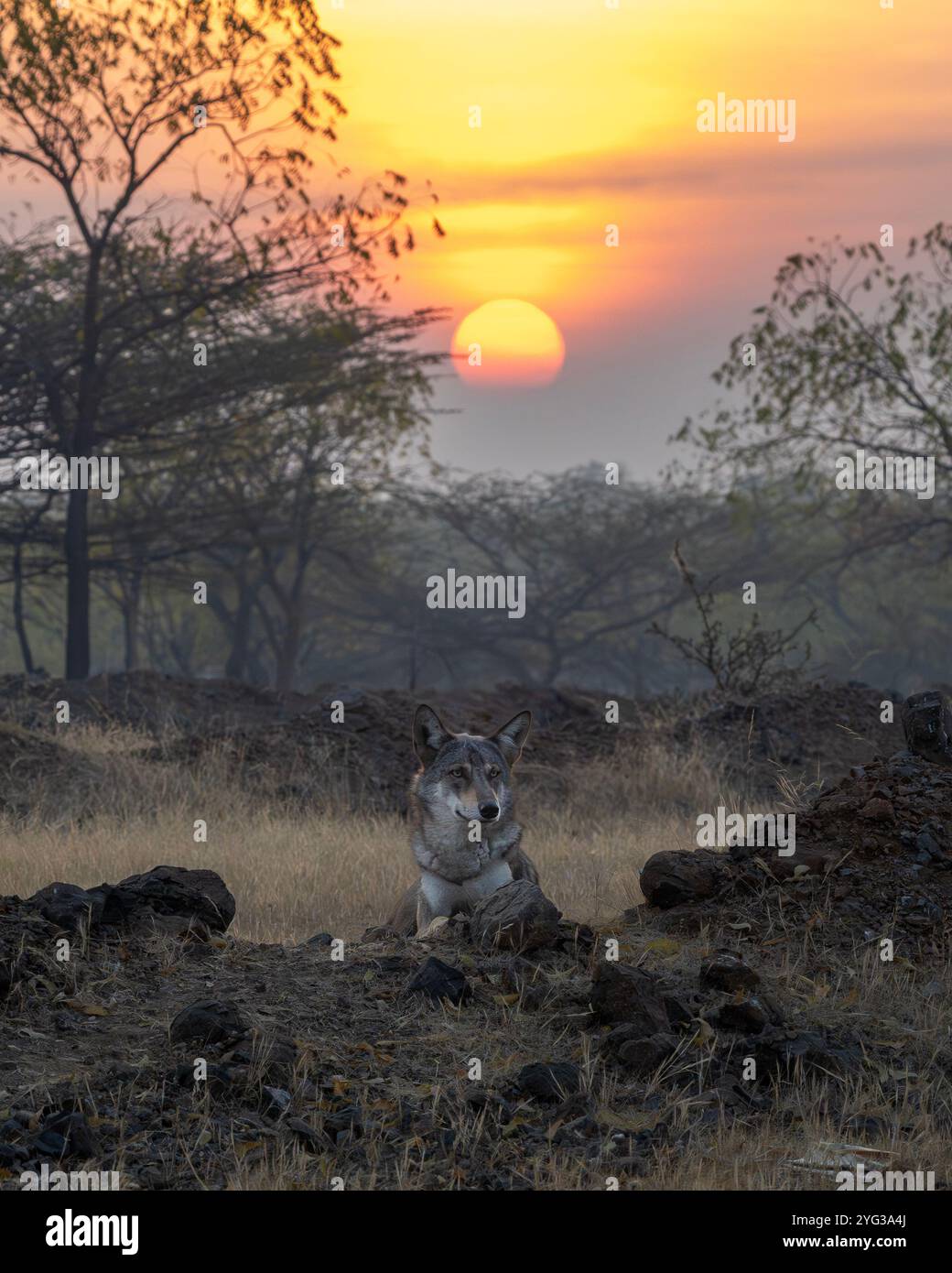 Indian wolf picture hi-res stock photography and images - Alamy