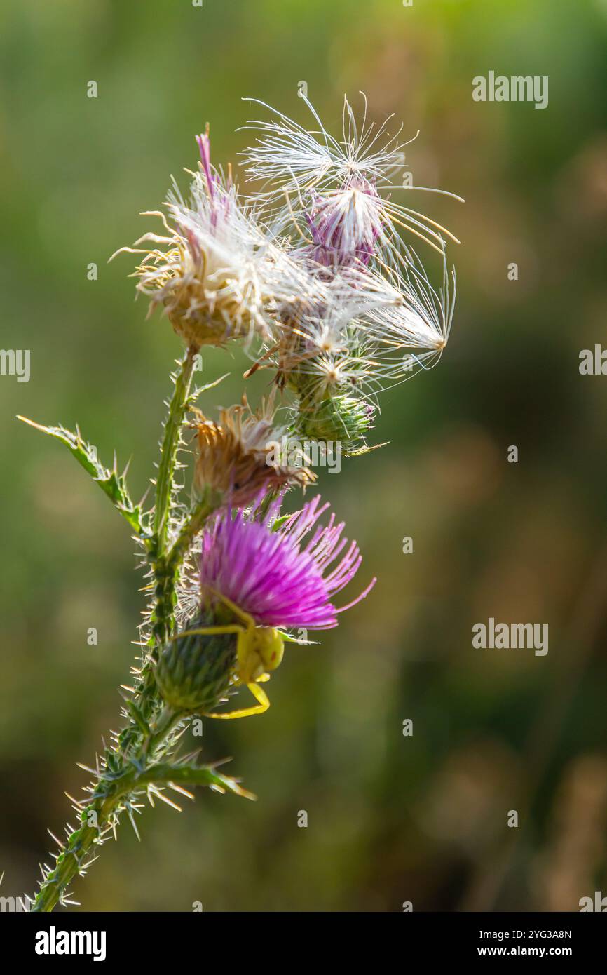 The bright purple flower of the carduus acanthoides, known as the spiny ...