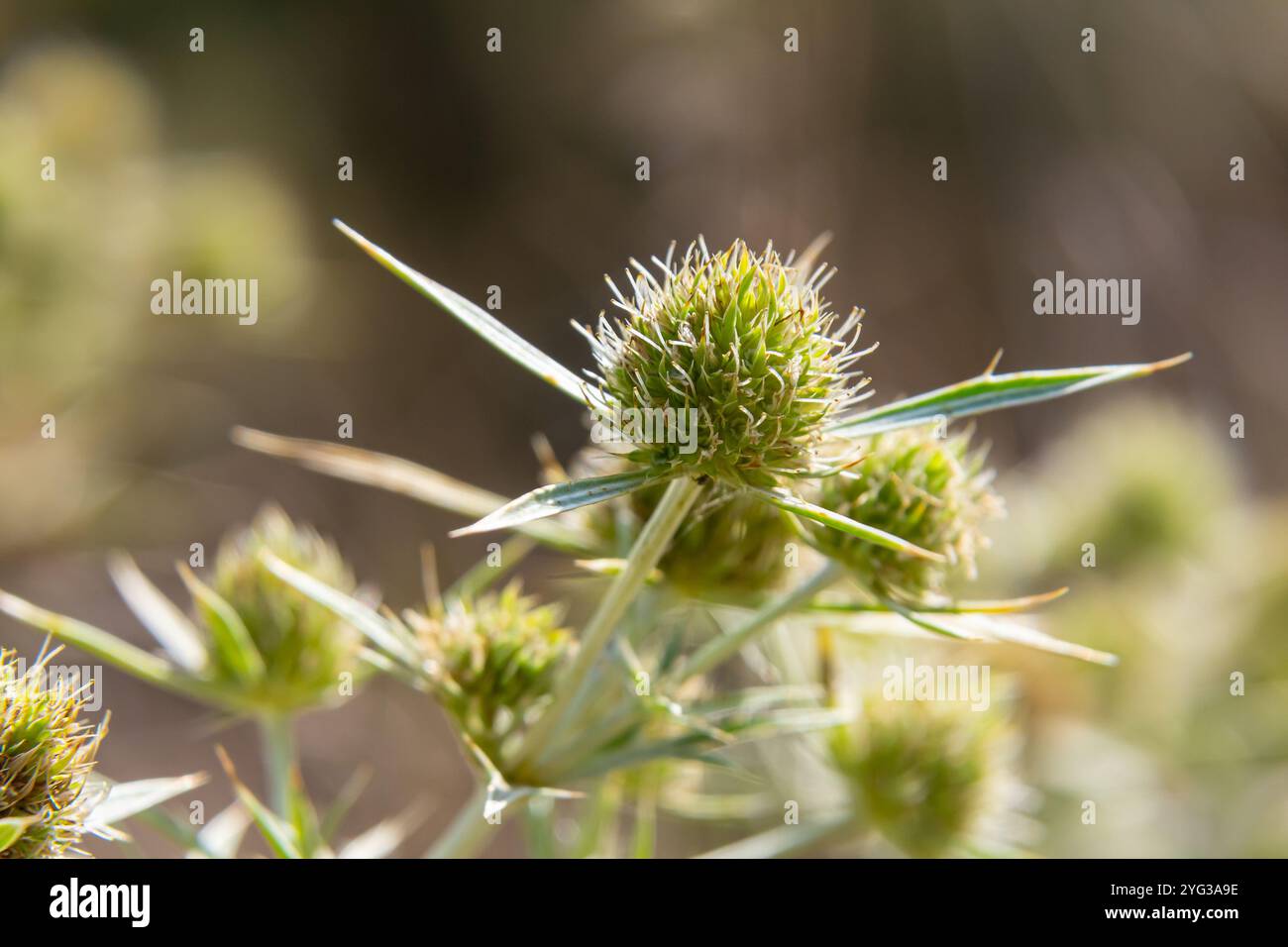 In the wild grows a thistle Eryngium Campestre, known as field eryngo ...
