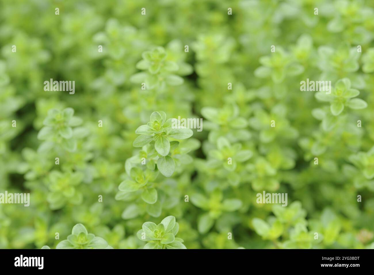 Herb of mint hi-res stock photography and images - Alamy