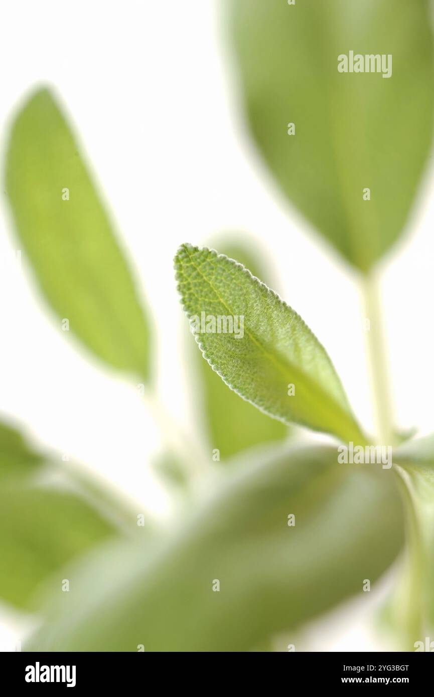 Green sage herb hi-res stock photography and images - Alamy