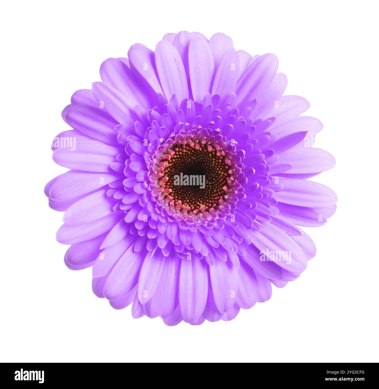 Top view violet gerbera hi-res stock photography and images - Alamy