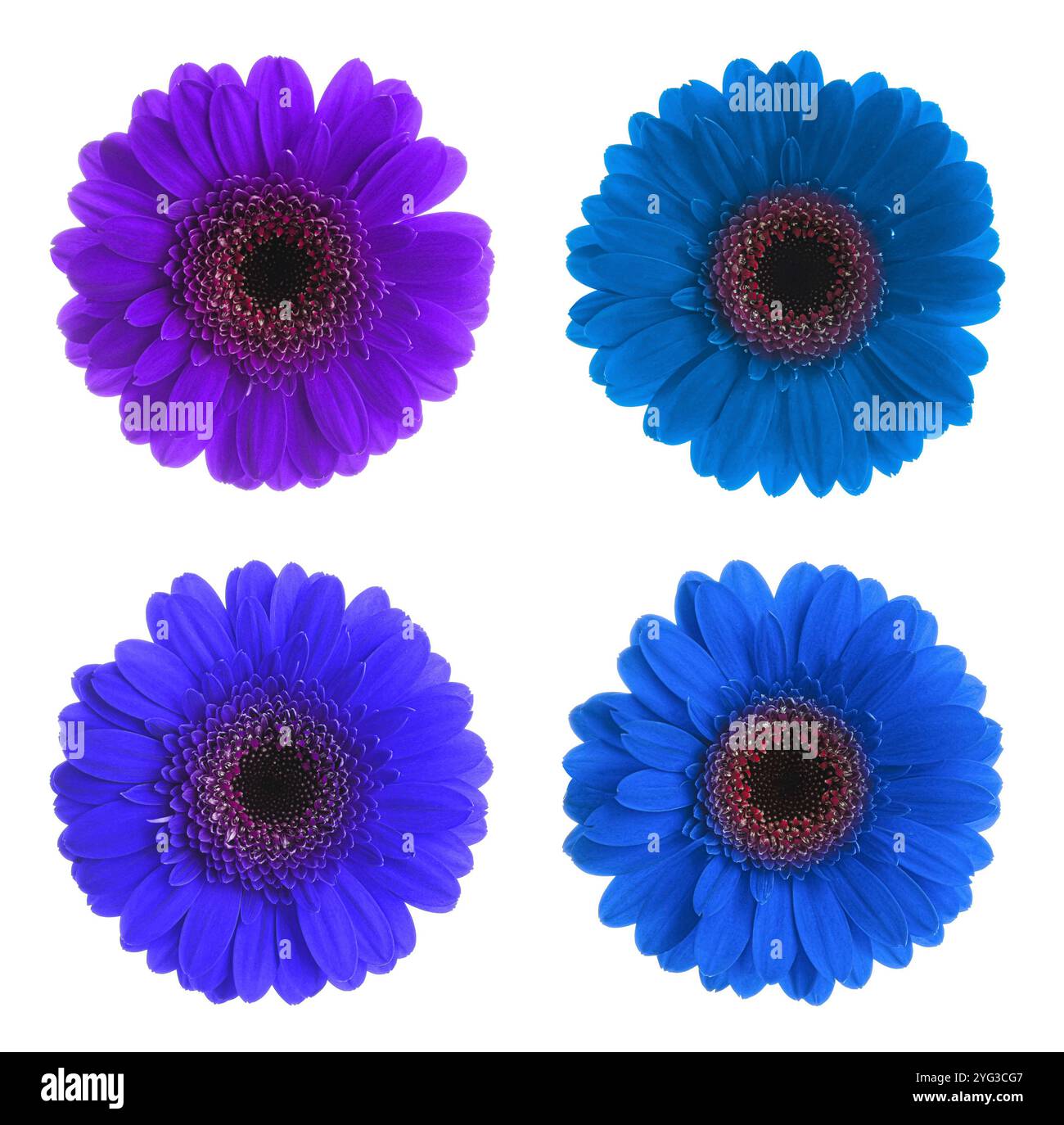 Beautiful gerbera flowers in shades of blue and violet on white ...