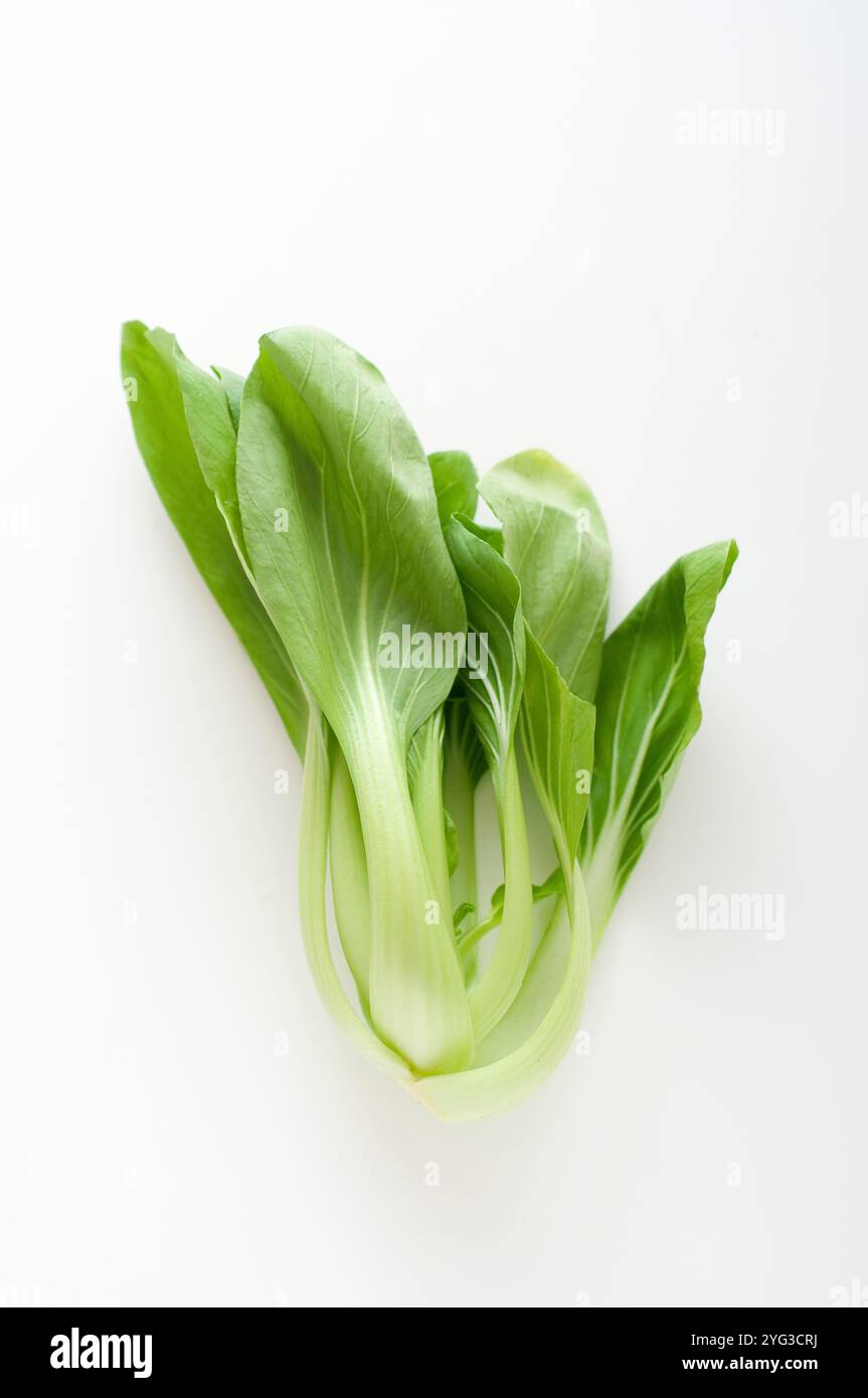White chinese cabbage hi-res stock photography and images - Alamy