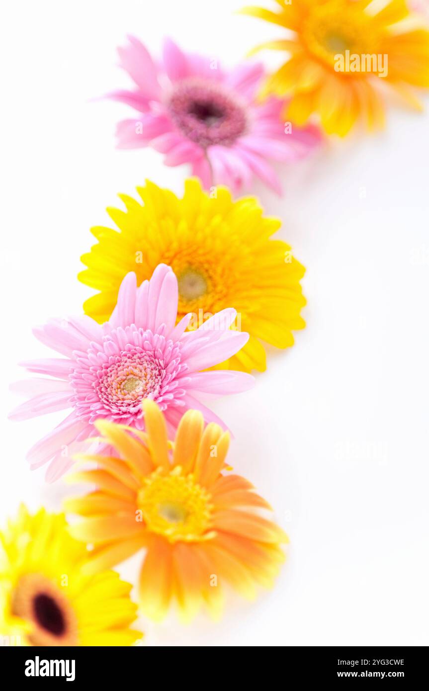 Bouquet bright colorful gerberas hi-res stock photography and images ...