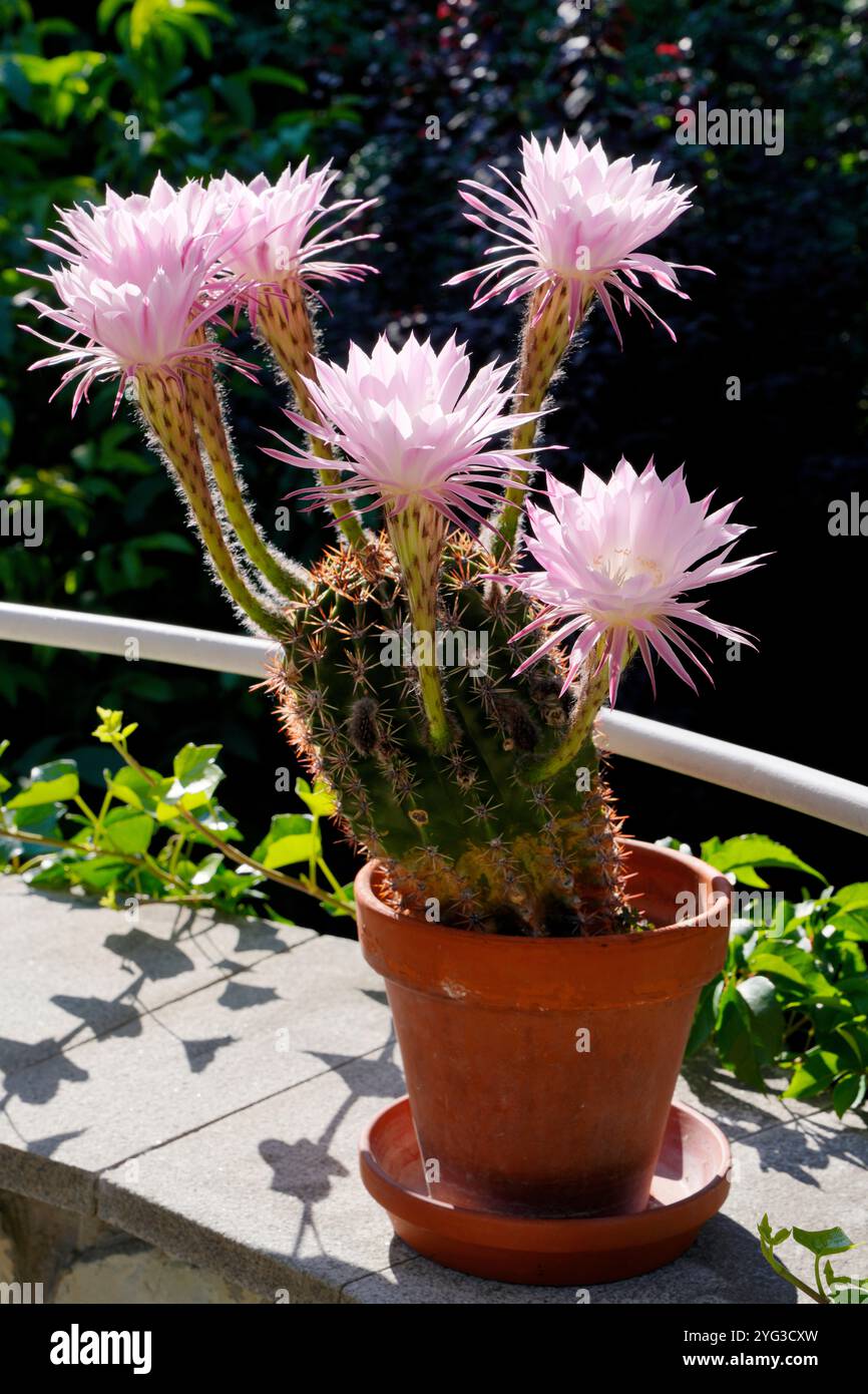 flowering cactus,Echinopsis hybrid Stock Photo - Alamy