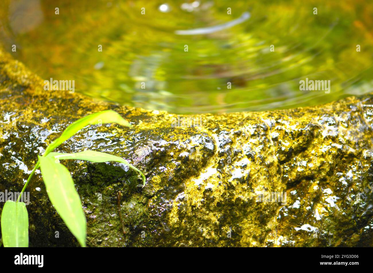 Water in the hand-watering bowl Stock Photo - Alamy