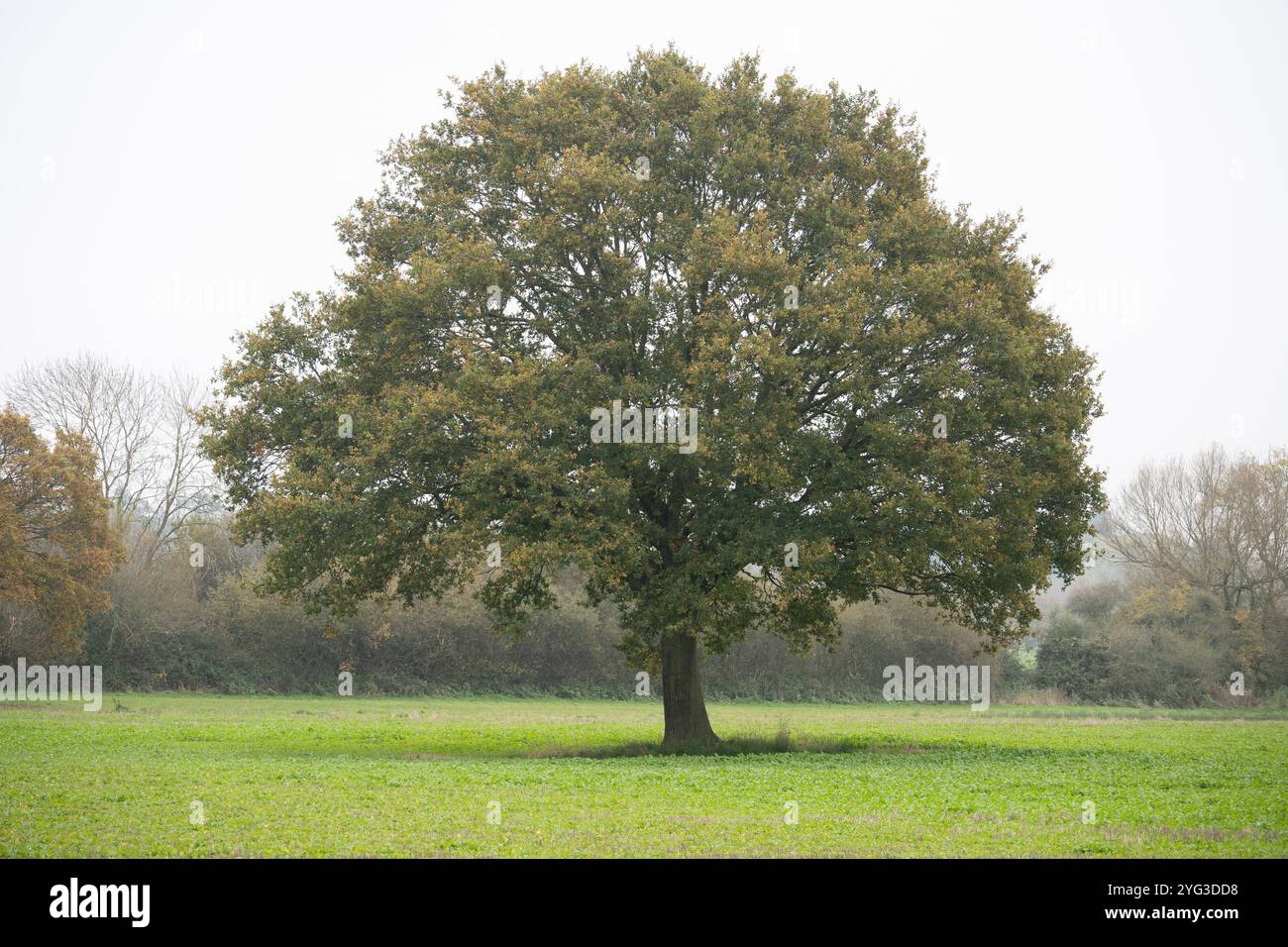 Oak tree in dull misty weather, Warwickshire, UK Stock Photo - Alamy