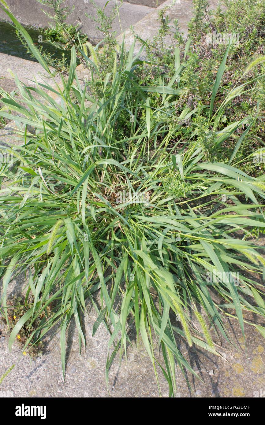 Weeds growing through cracks in concrete Stock Photo - Alamy