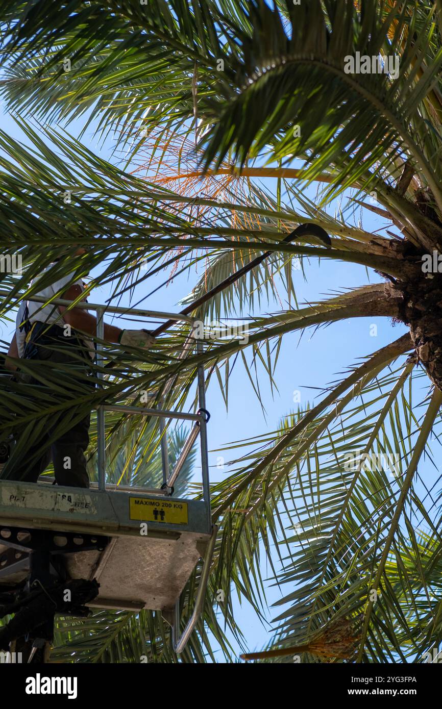 a worker cut palm trees Stock Photo - Alamy