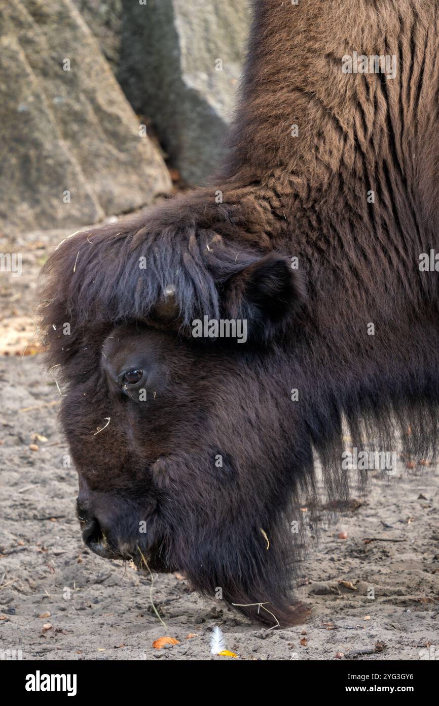 American Buffalo - Bison bison, portrait of iconic large mammal from ...