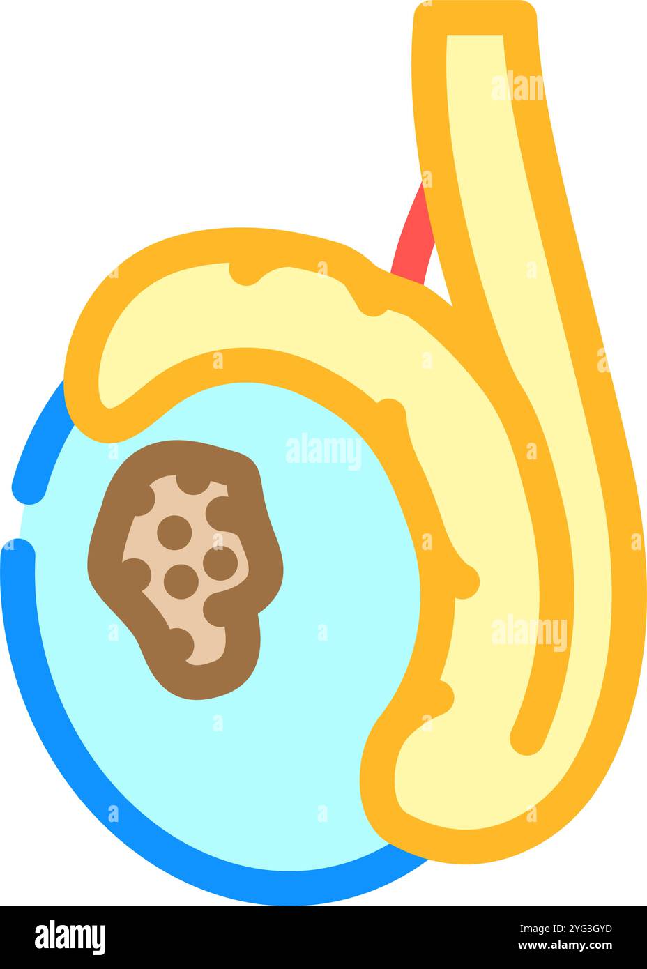 Testicular illustration Stock Vector Images - Alamy