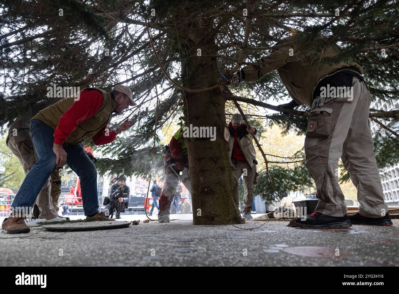 06 November 2024, Berlin: Workers push the trunk of the Nordmann fir ...