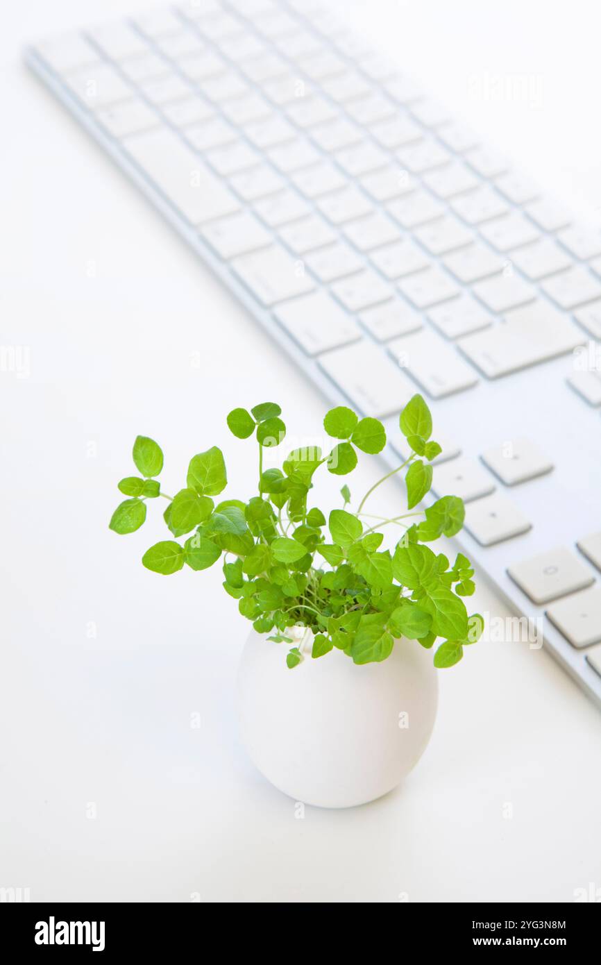 Keyboard plants hi-res stock photography and images - Alamy