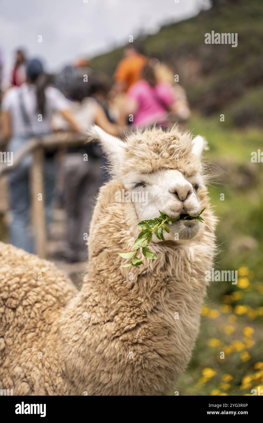 Alpaca (Lama pacos), Inca complex at Pisac, Sacred Valley of the Incas ...