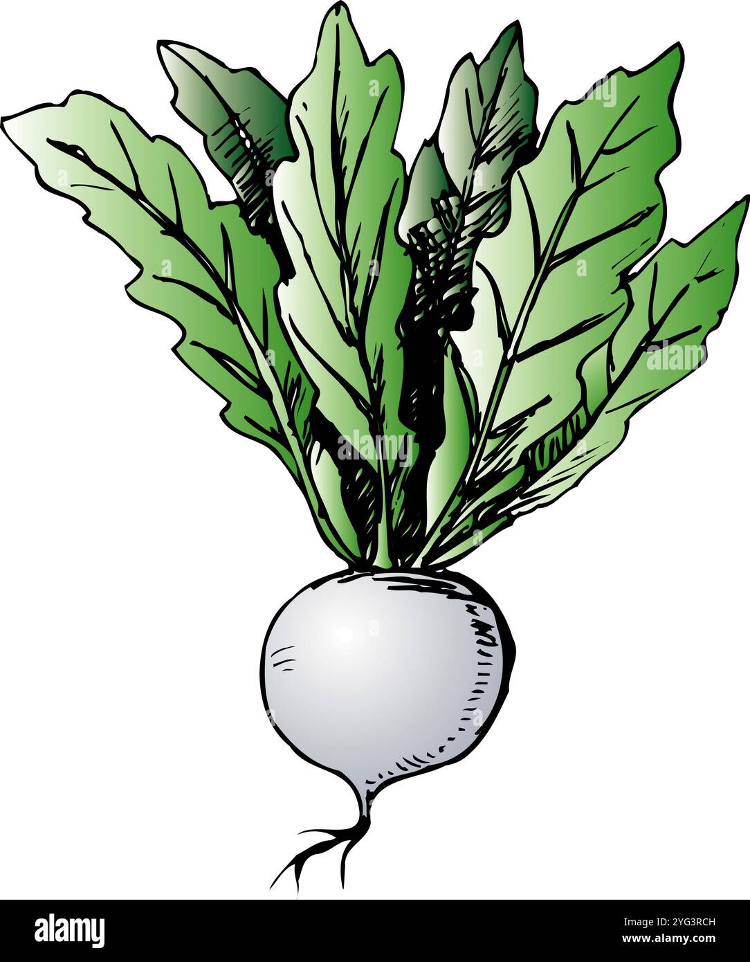 Turnip flower Cut Out Stock Images & Pictures - Alamy