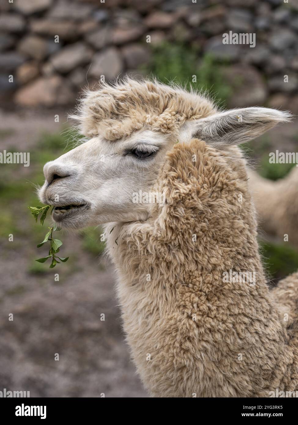 Lama incas hi-res stock photography and images - Alamy