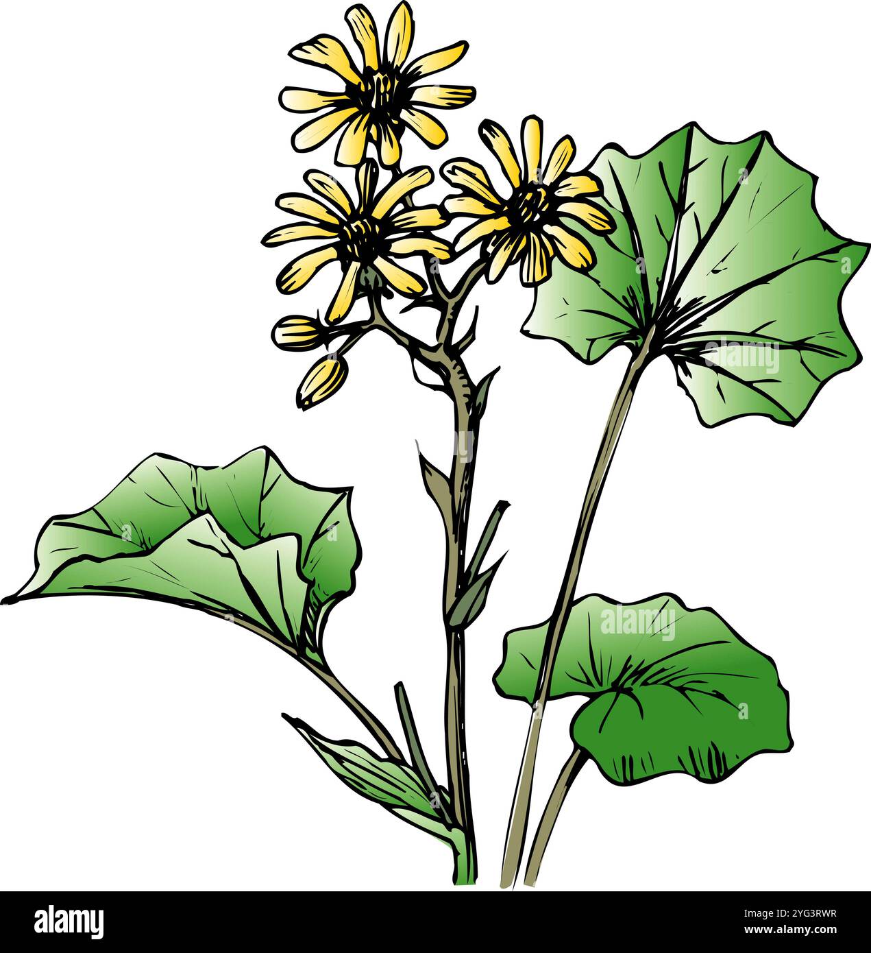 Leopard plant hi-res stock photography and images - Alamy