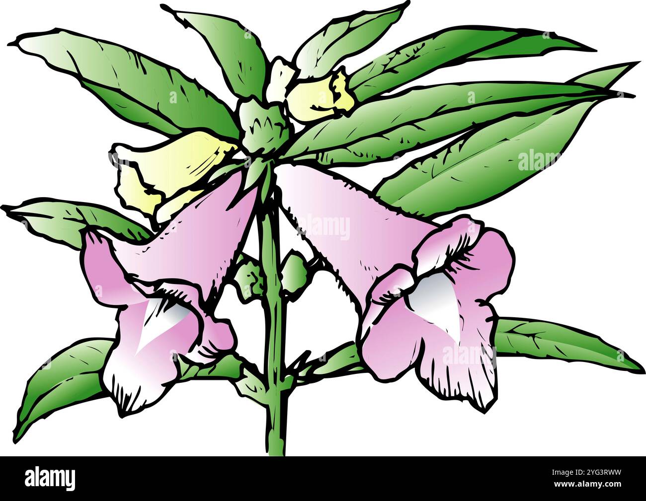 The sesame flower hi-res stock photography and images - Alamy