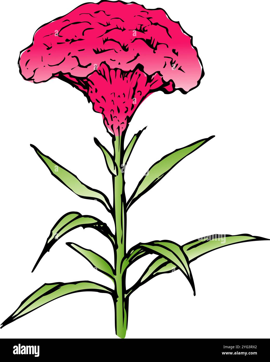 Cockscomb flower hi-res stock photography and images - Alamy