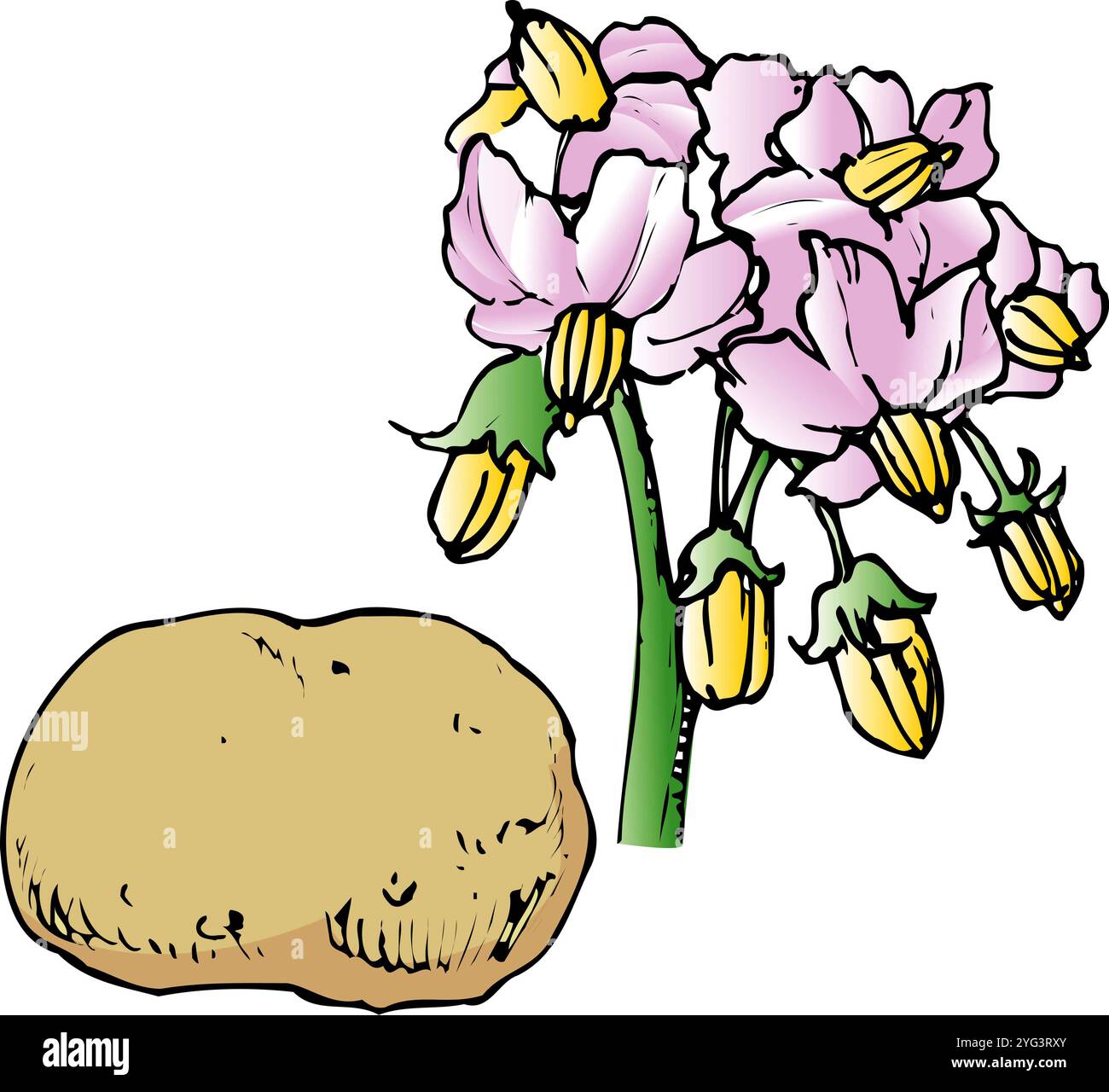 Potato potato flower Cut Out Stock Images & Pictures - Alamy