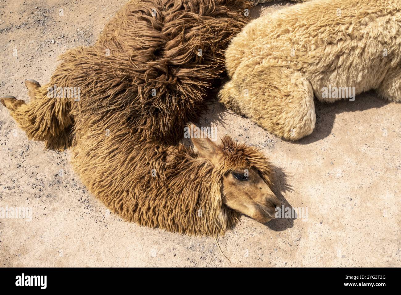 Llama (Lama glama), Sacsayhuaman, Cusco, Peru, South America Stock ...