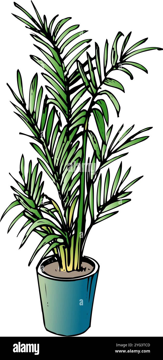 Areca palm dypsis lutescens Cut Out Stock Images & Pictures - Alamy