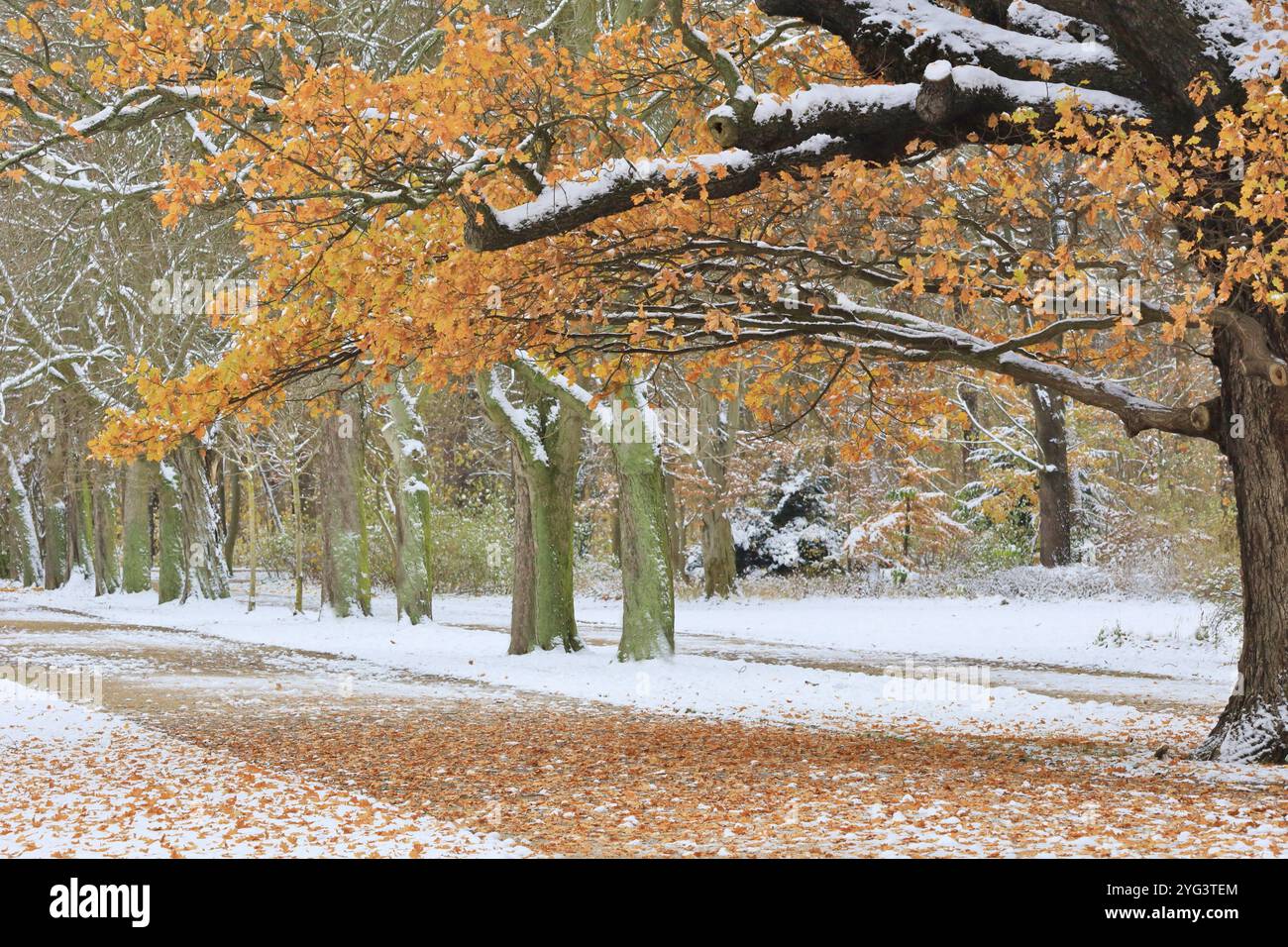 First snow, end of November, Germany, Europe Stock Photo - Alamy