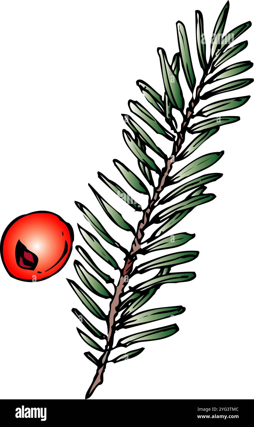 Yew drawing hi-res stock photography and images - Alamy