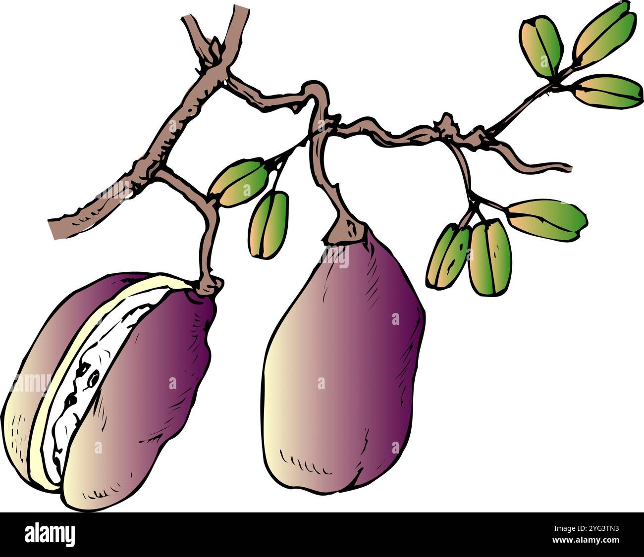 Akebi (Japanese sparrowhawk Stock Photo - Alamy