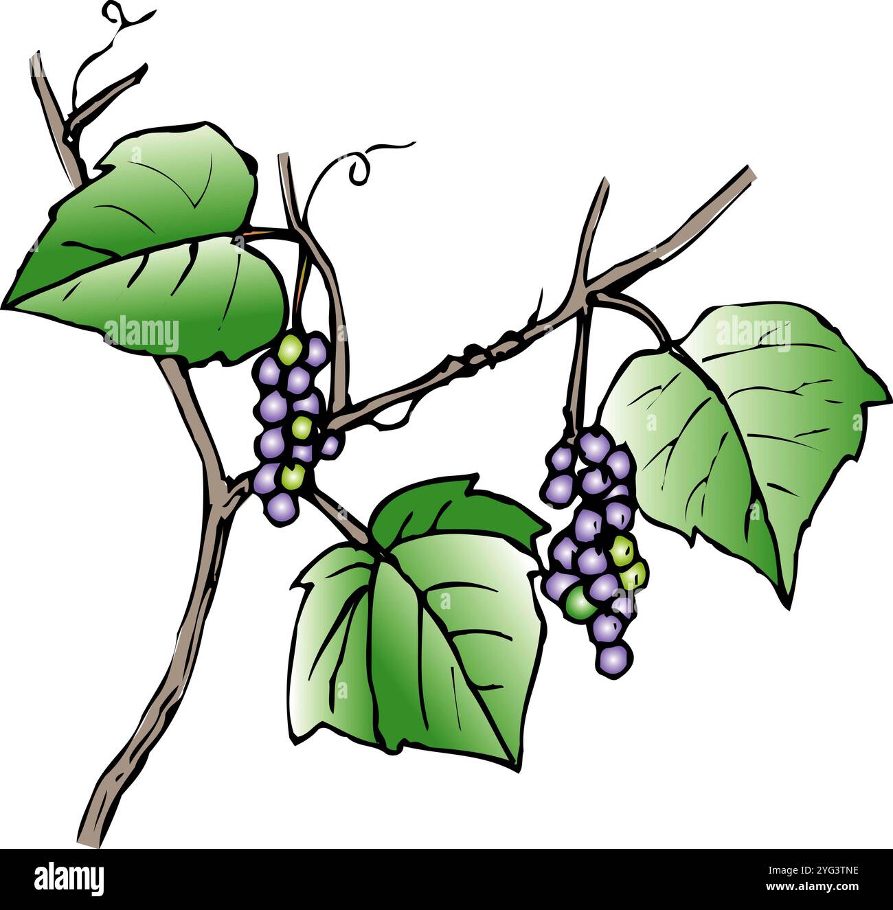 Grape tree Cut Out Stock Images & Pictures - Alamy