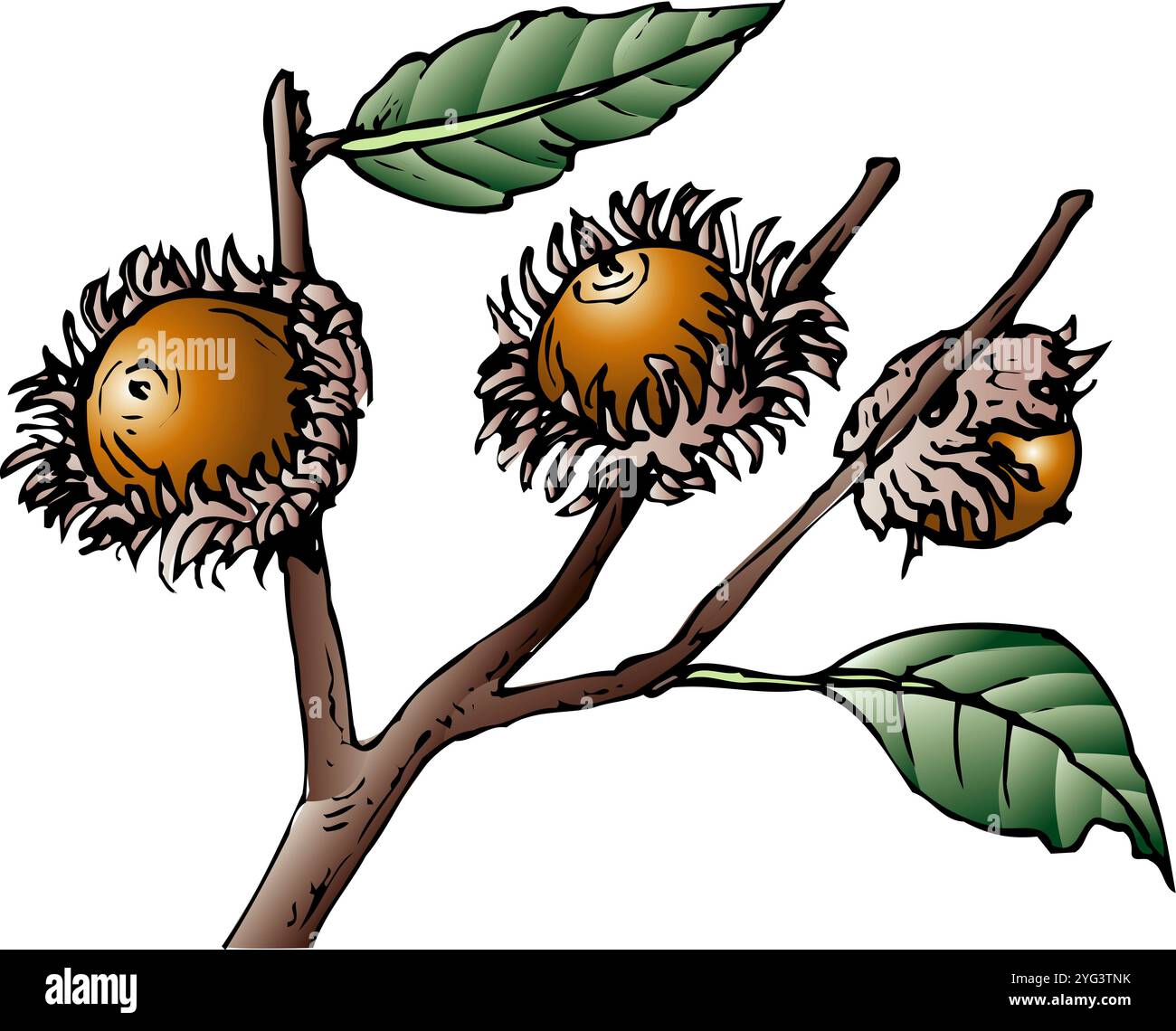 Kunugi (sawtooth oak Stock Photo - Alamy