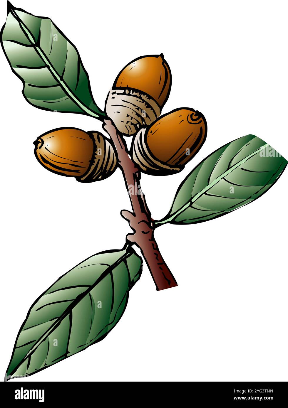 Shirakashi hi-res stock photography and images - Alamy