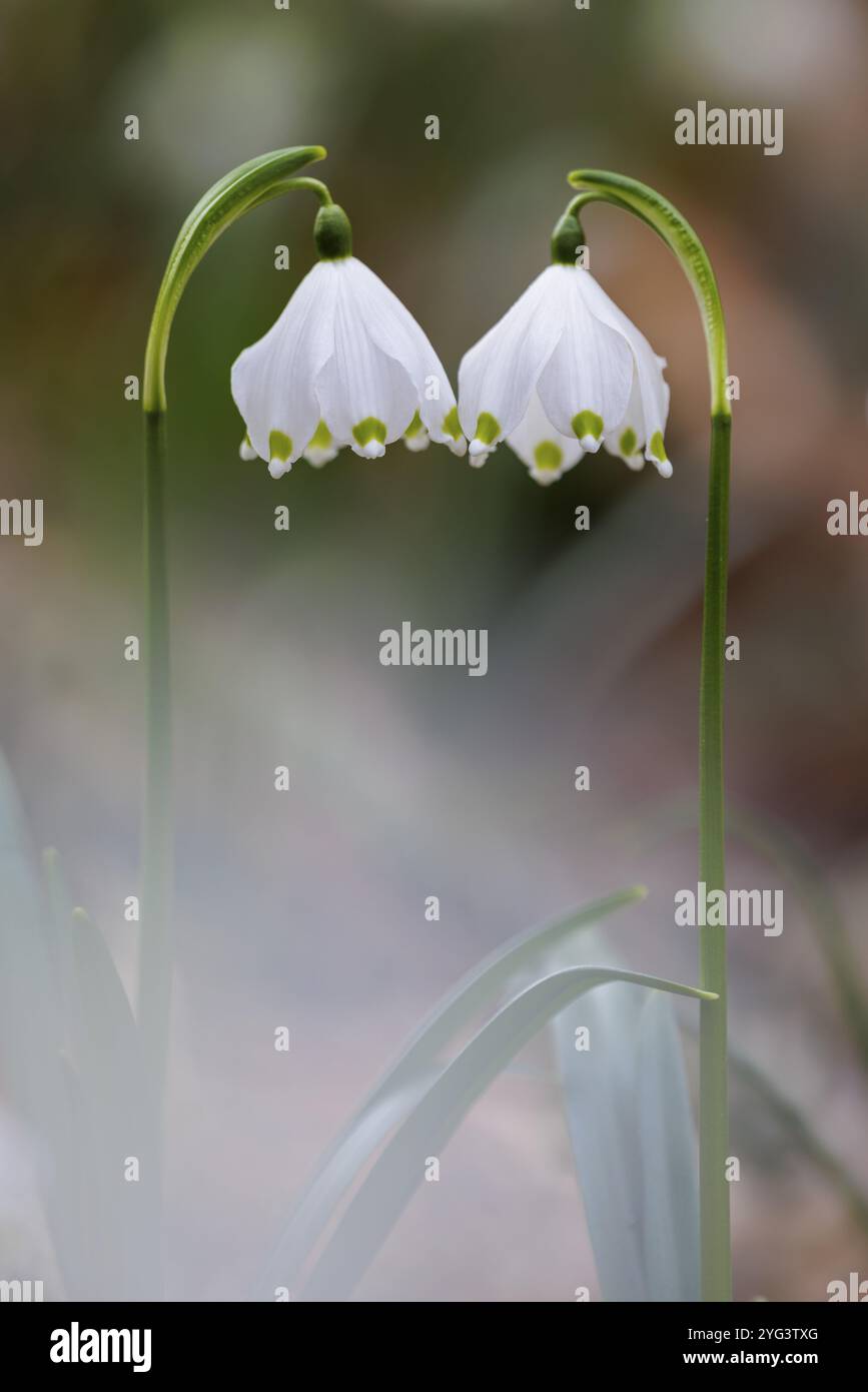Two spring knot flowers (Leucojum vernum) standing close together with ...